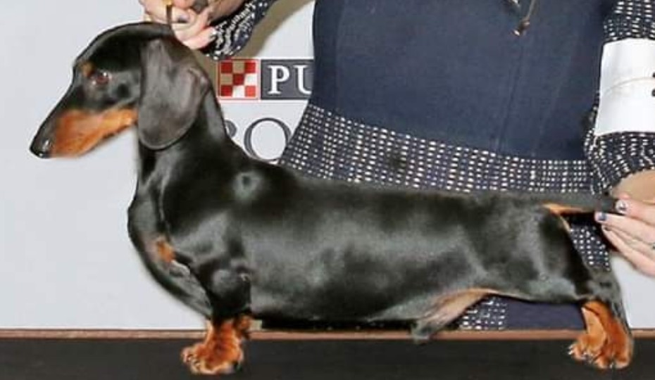 Wild West Weiner Works - Puppies